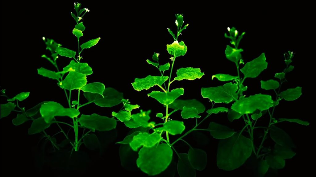 neonothopanus nambi – CODIGO COSMICO