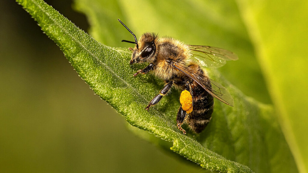 Hallan la abeja primitiva más antigua conservada en ámbar de hace 100 ...