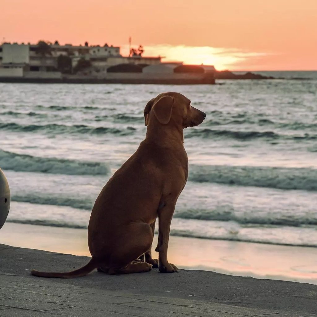 Perrito sin hogar acude todas las tardes a la playa a ver el atardecer ...